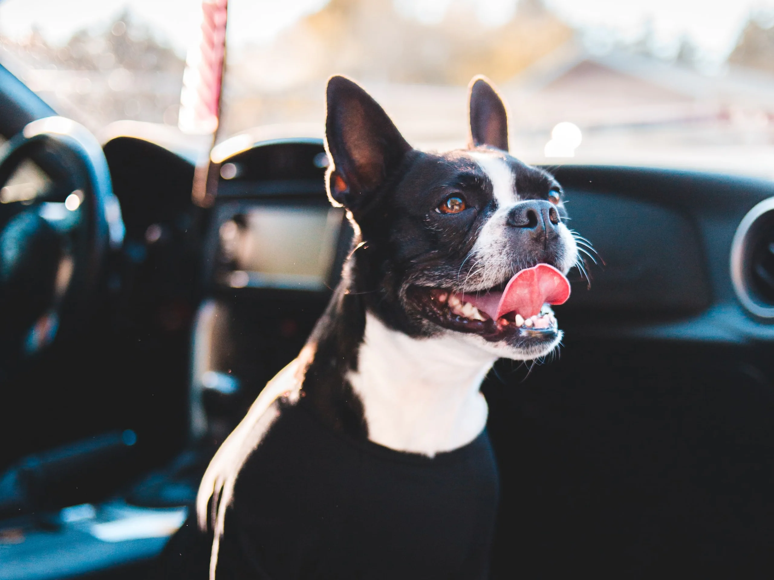 Don't let your dog hang their head out the car window. Here's why